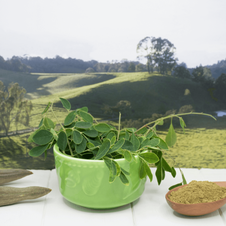 Planter le moringa en France: tout ce qu’il faut savoir pour cultiver ...