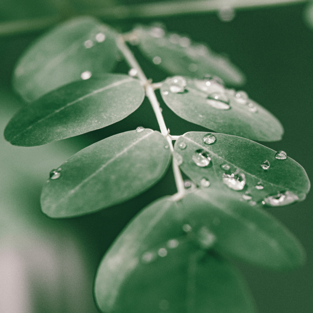 Comment consommer le moringa frais: nos conseils du choix des feuilles ...